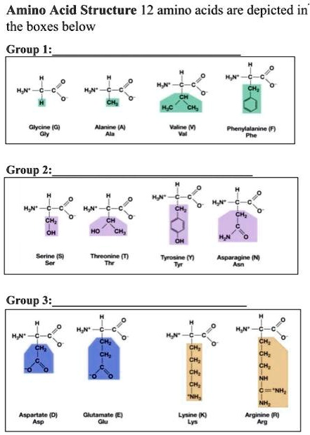 Solved The Shaded Regions Above Are The Amino Acid R Groups Side Chains Are These Groups