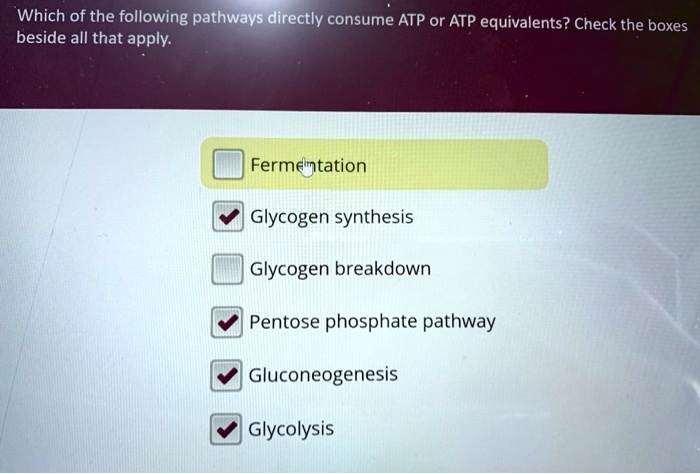 Which of the following pathways directly consume ATP or ATP equivalents ...