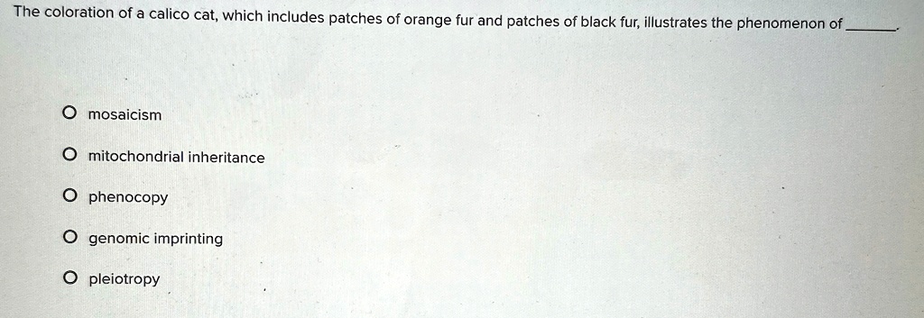 The coloration of a calico cat, which includes patches of orange fur ...
