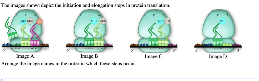 the images shown depict the initiation and elongation steps in protein ...