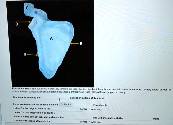 SOLVED: Possible Name: spine, acromion process, coracoid process ...