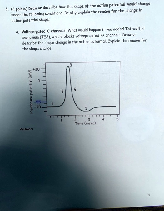 SOLVED: potential would change describe how the shape of the action (2 ...