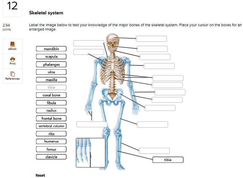 12 Skeletal system 2.94 points Label the Image below to test your ...