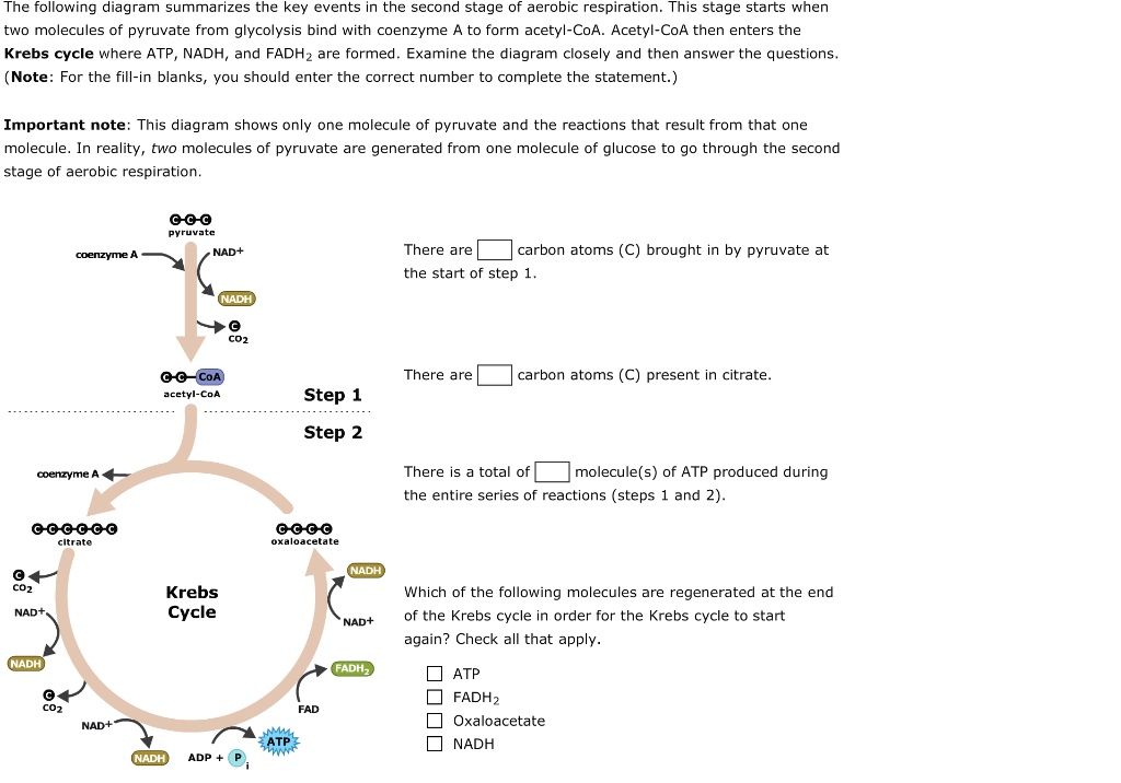 The following diagram summarizes the key events in the...