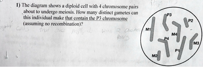 1) The diagram shows a diploid cell with 4 chromosome...