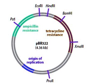 SOLVED: Texts: You are using the plasmid diagrammed below to clone an ...