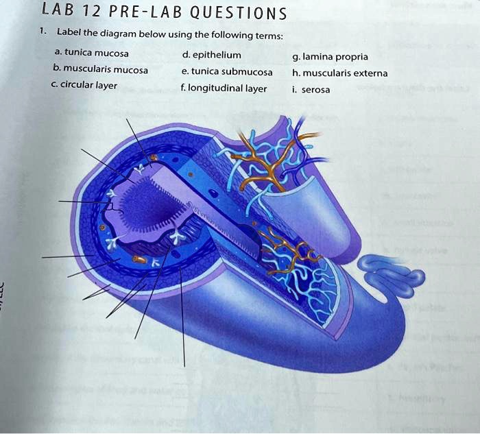 LAB 12 PRE-LAB QUESTIONS 1. Label the diagram below using the following terms: a. tunica mucosa ...