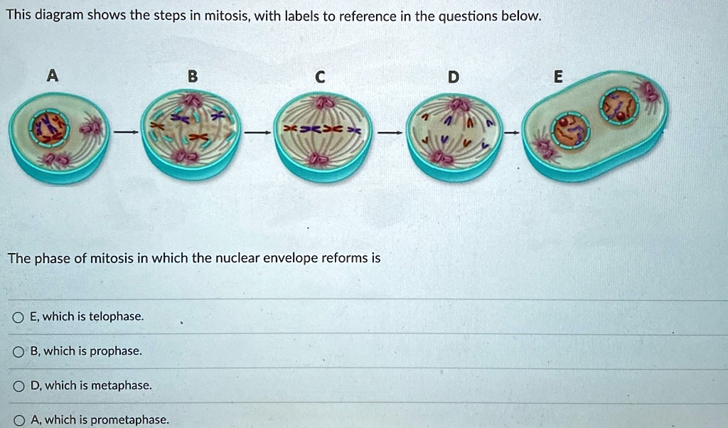 this diagram shows the steps in mitosis with labels to reference in the ...