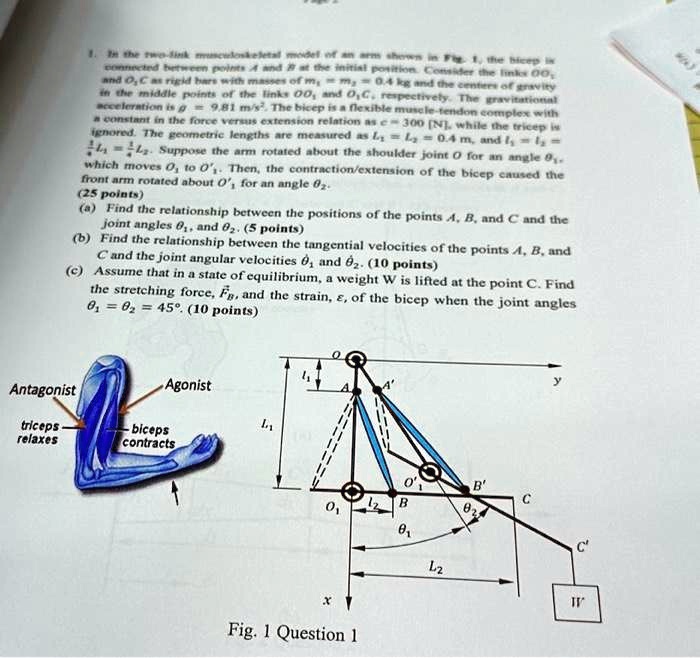 1. In the two-link musculoskeletal model of an arm shown in Fig. 1, the ...