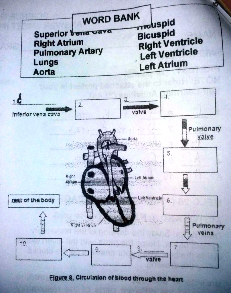 SOLVED: Flow of the blood...please answer WORD BANK: Tricuspid Superior Vena Cava Bicuspid Right ...