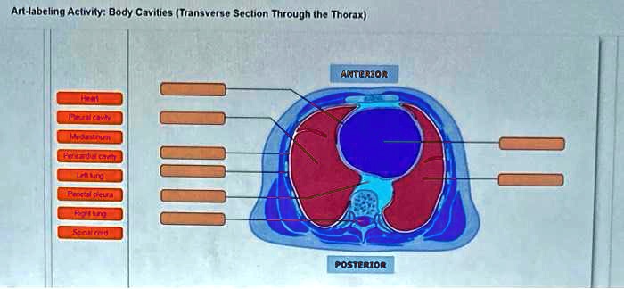 SOLVED: Art-labeling Activity: Body Cavities (Transverse Section ...