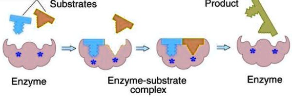 Substrates Product Enzyme Enzyme-substrate complex Enzyme