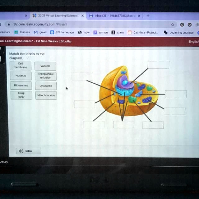 SOLVED: 'Match the labels to the diagram Cell Vacuole membrane Nucleus ...