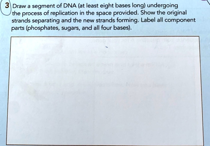3 Draw a segment of DNA (at least eight bases long) undergoing the ...