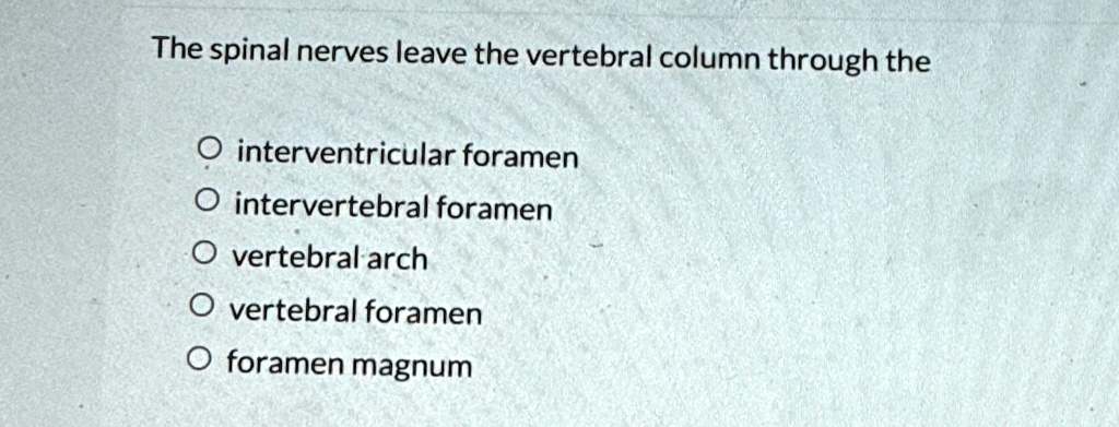 The spinal nerves leave the vertebral column through the O ...