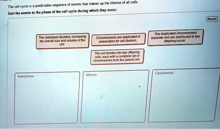 The cell cycle is a predictable sequence of events that makes up the ...
