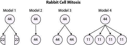 erica wants to demonstrate the process of mitosis in a rabbit cell she ...