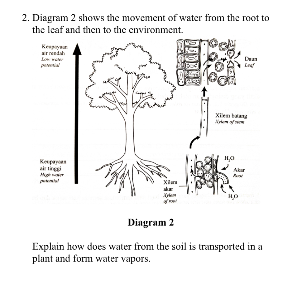 2. Diagram 2 shows the movement of water from the root to the leaf and ...