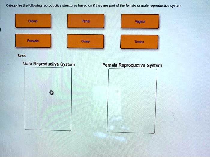 [GET ANSWER] Categorize the following reproductive structures based on if they are part of the ...