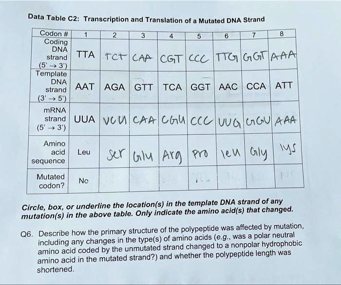 codon 1 2 3 4 5 6 7 8 coding dna strand tta tccaa ttgggt aaa cgt 53 ...