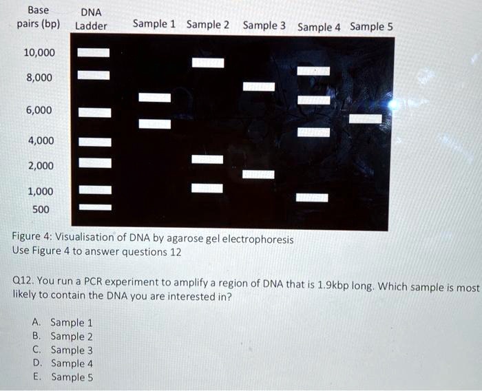 Base DNA pairs (bp) Ladder Sample 1 Sample 2 Sample 3 Sample 4 Sample 5 ...