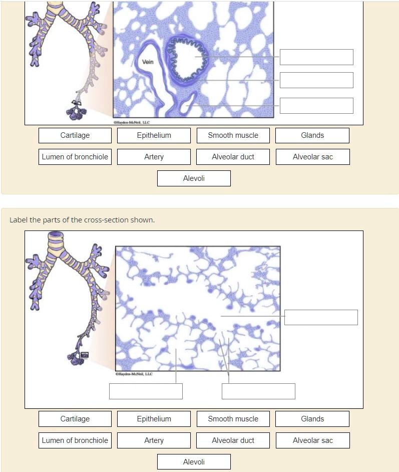 Vein Cartilage Epithelium Smooth muscle Glands Lumen of bronchiole ...