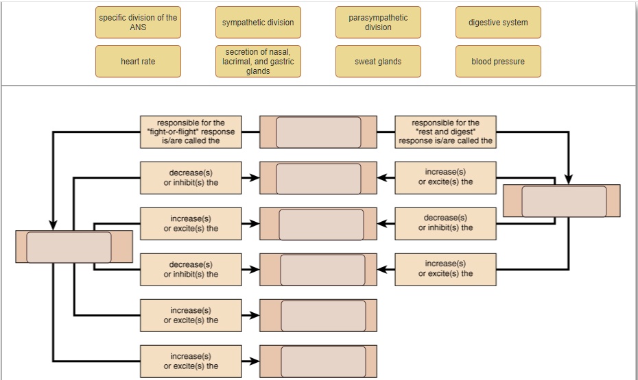 specific division of the ANS sympathetic division parasympathetic division digestive system ...