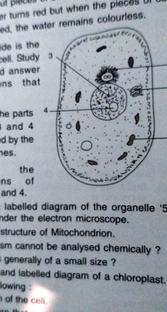 SOLVED: 'label the diagram... of cell'