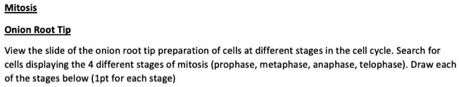SOLVED: Mitosis Onion Root Tip View the slide of the onion root tip ...