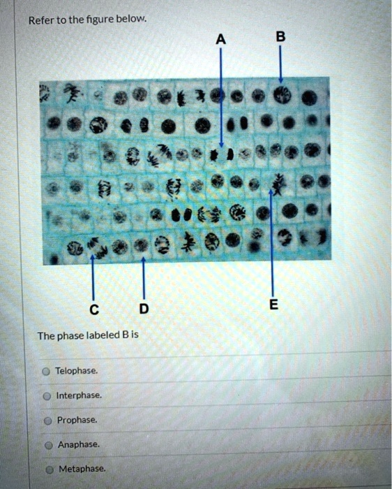 Refer to the figure below:The phase labeled B isTelop… - SolvedLib