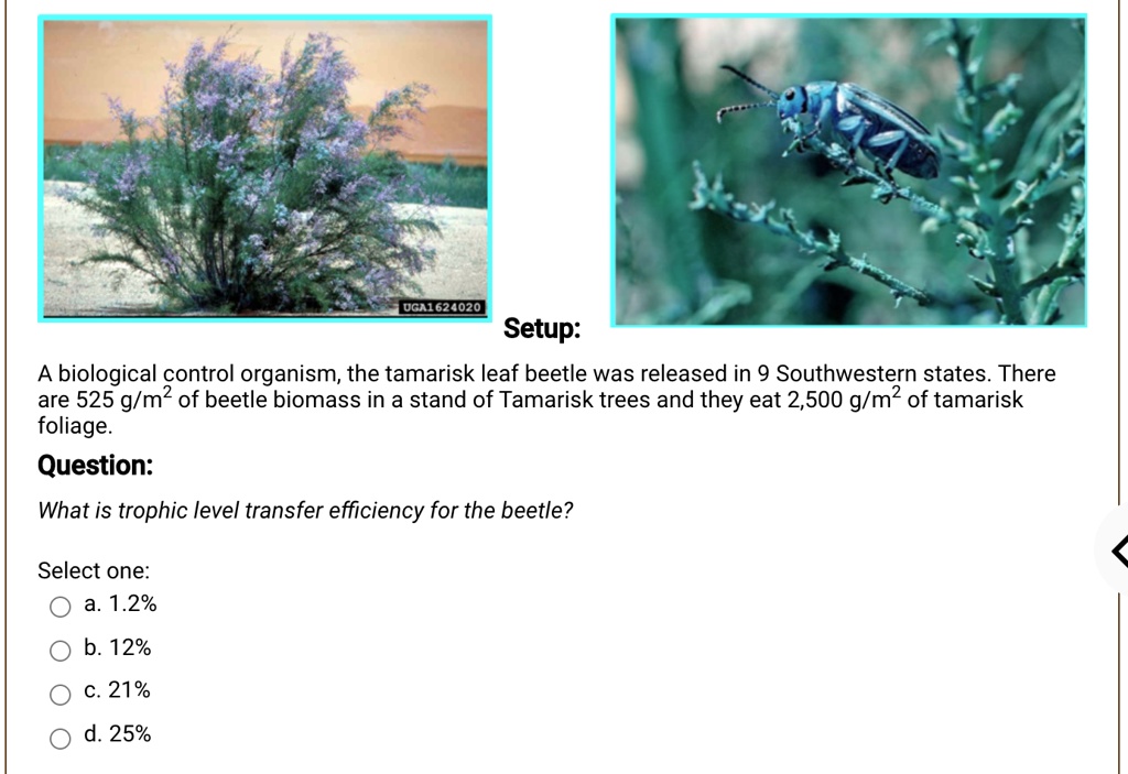 SOLVED: 0C11624020] Setup: biological control organism, the tamarisk ...