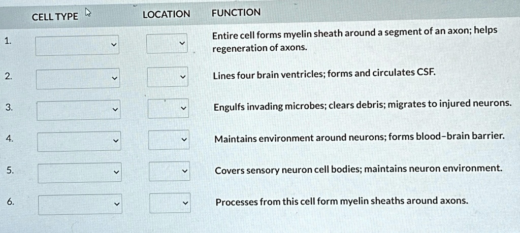 CELL TYPE LOCATION FUNCTION Entire cell forms myelin sheath around a ...