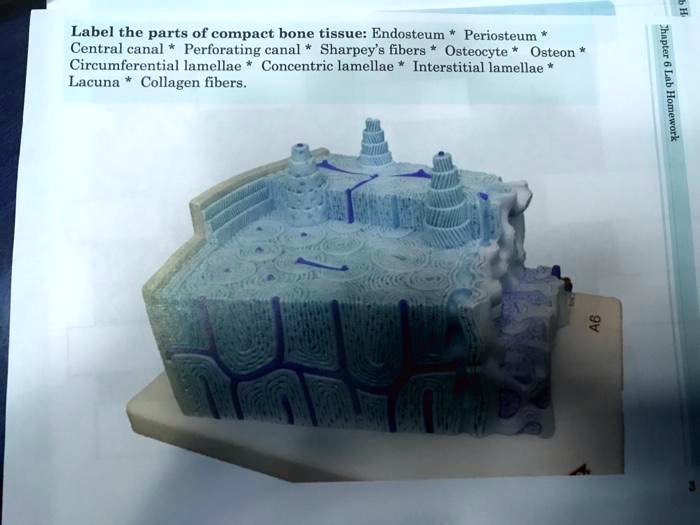 Label the parts of compact bone tissue: Endosteum * Periosteum ...