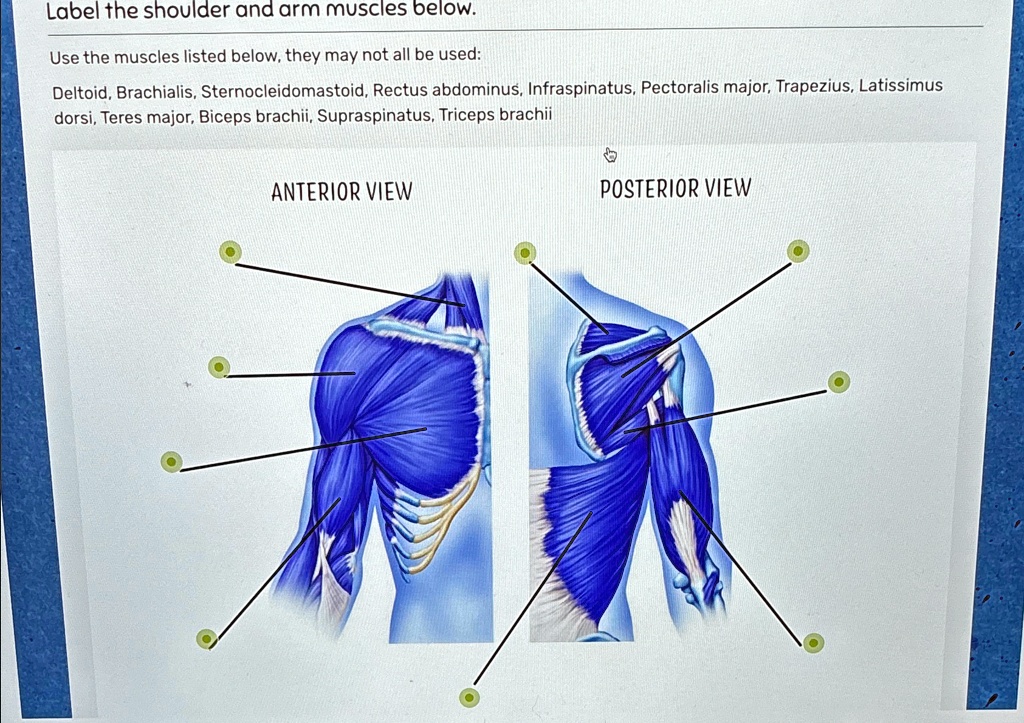 label the shoulder and arm muscles below use the muscles listed below ...