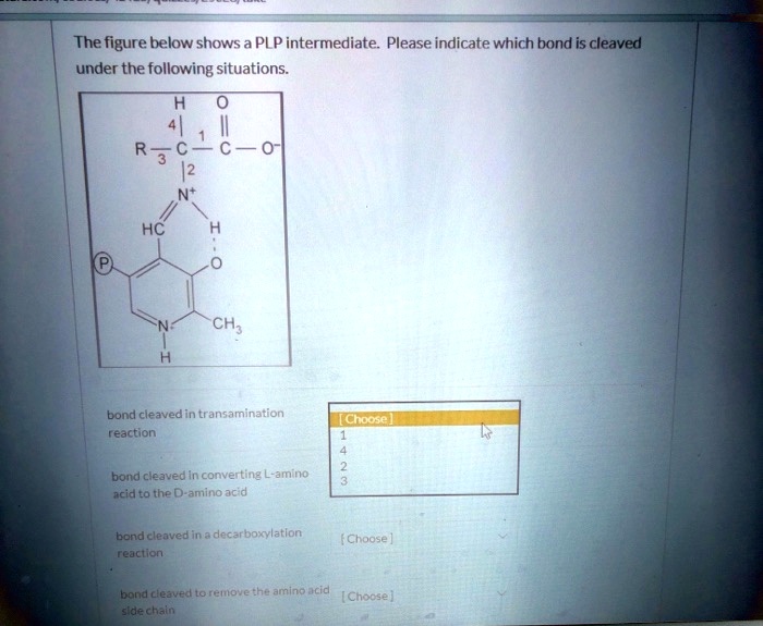 the figure below shows plp intermediate please indicate which bond is ...