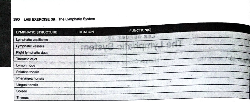 390 LAB EXERCISE 39 The Lymphatic System LYMPHATIC STRUCTURE Lymphatic ...