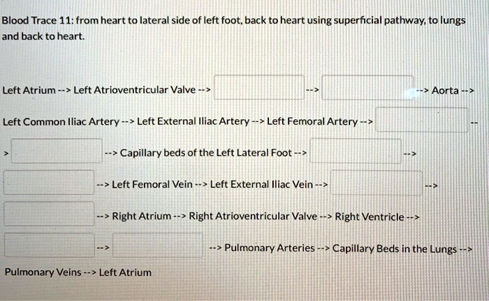 SOLVED: Blood Trace 11:from heart to lateral side of left foot,back to ...