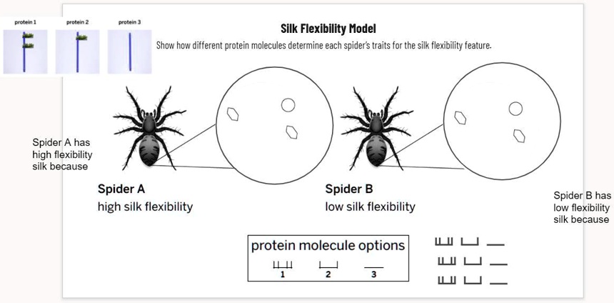 SOLVED: Please help Silk Flexibility Model Protein Protein Protein Silk ...