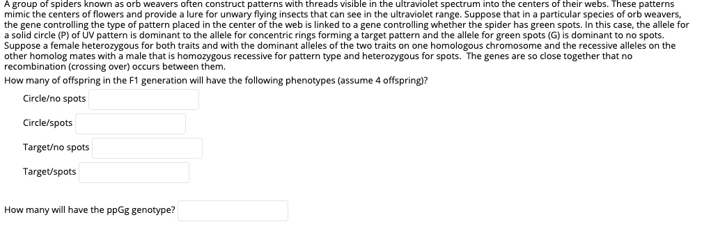 A group of spiders known as orb weavers often construct patterns with ...