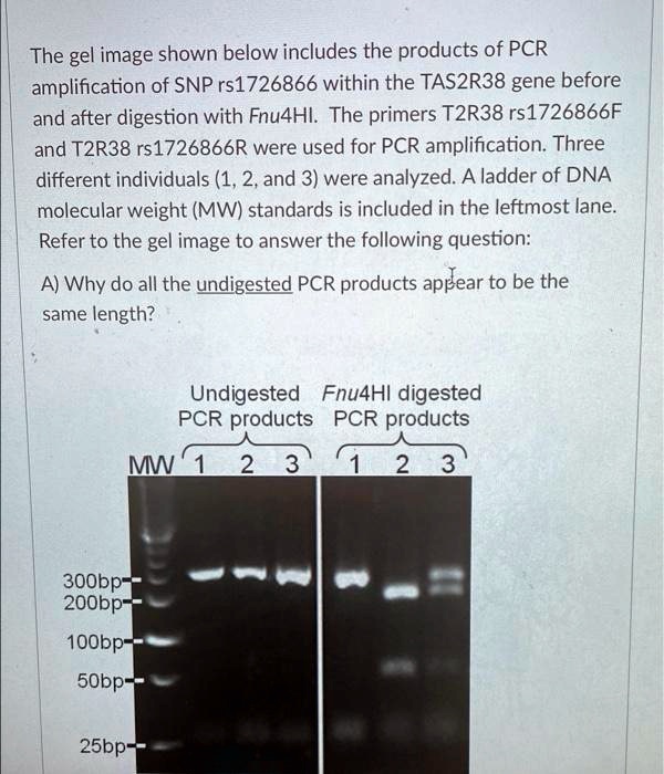 The gel image shown below includes the products of PCR amplification of ...