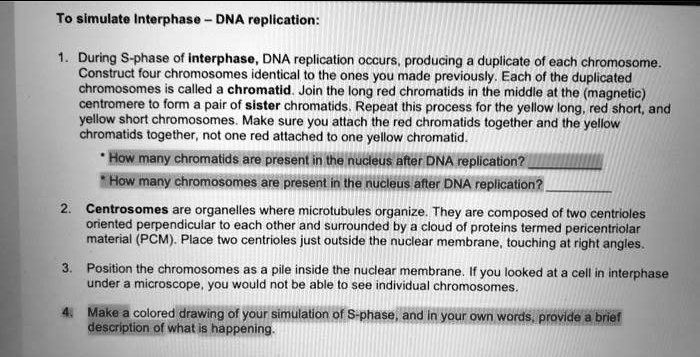 SOLVED: To simulate Interphase DNA replication: During S-phase of ...