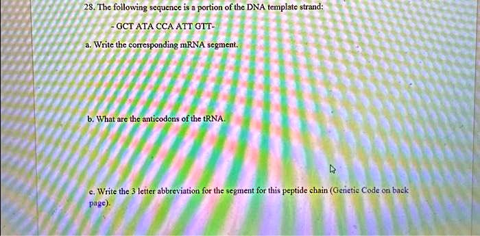 Solved 28 The Following Sequence Is A Portion Of The Dna Template Strand Gctataccaattgtt A