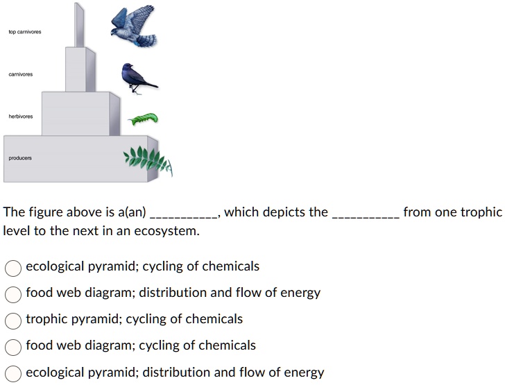 top carnivores carnivores herbivores producers The figure above is a(an ...