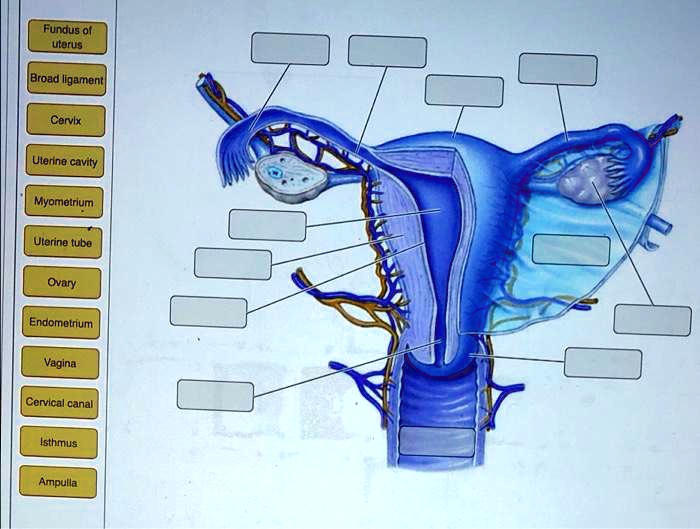 SOLVED: help please thank you Fundus of uterus Broad ligament Cervix ...