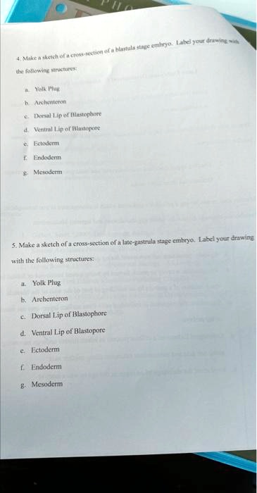 4. Make a sketch of a cross-section of a blastula stage embryo. Label ...