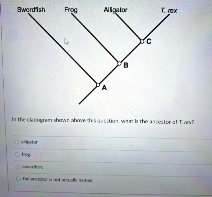 SOLVED: Swordfish Frog Alligator T rex In the cladogram shown above ...
