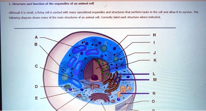 1. Structure and function of the organelles of an animal cell Although it is small, a living ...