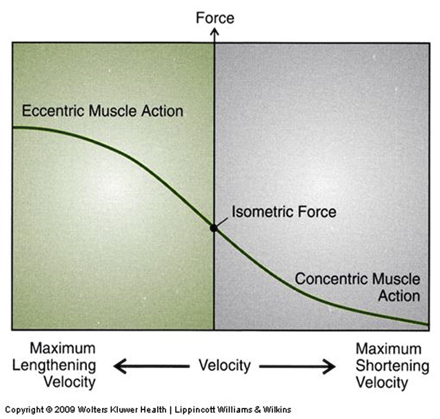 SOLVED: Explain the force-velocity relationship graph below. Force 1 Eccentric Muscle Action ...