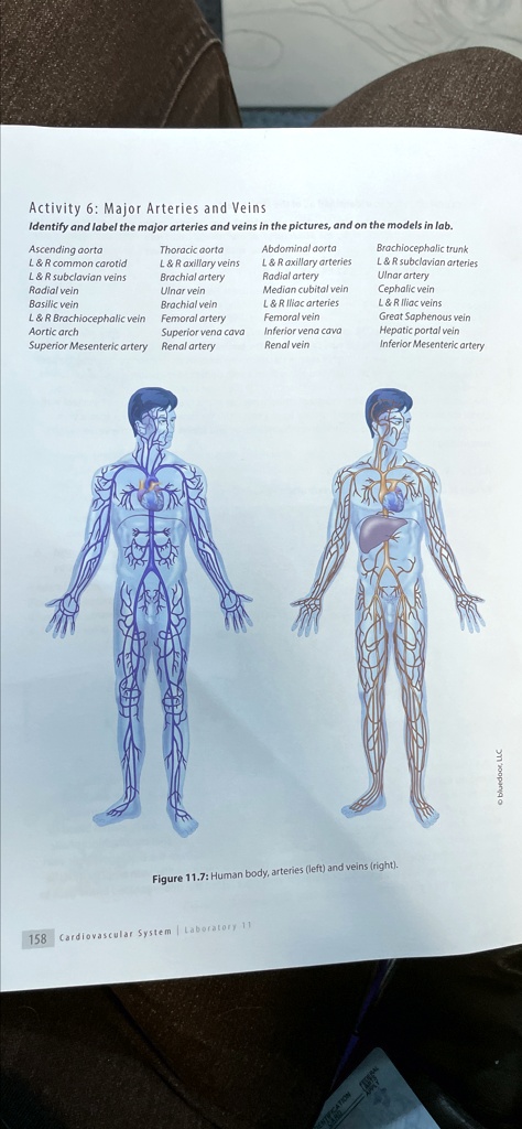 Activity 6: Major Arteries and Veins Identify and label the major ...