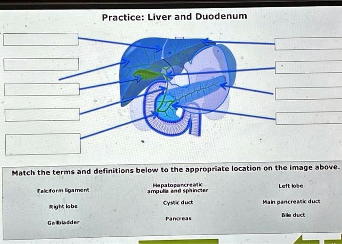 match the terms and definitions below to the appropriate location on ...